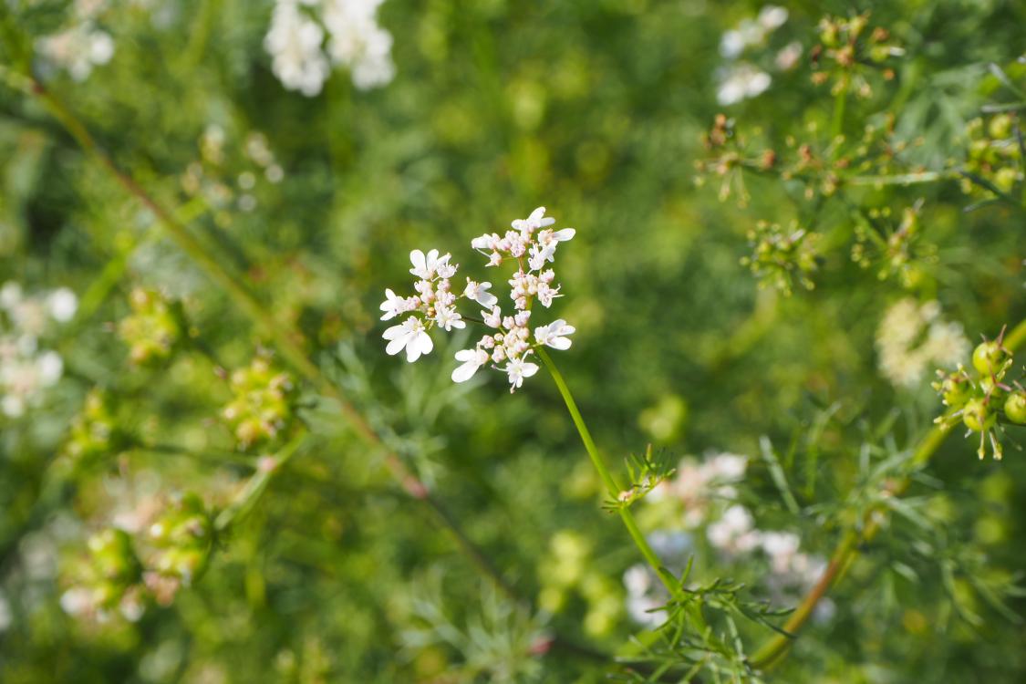Fleur comestible : Coriandre fleur